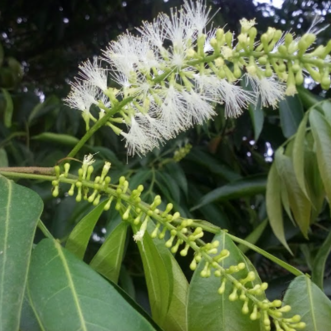 Kit 5 mudas de Ingá Feijão - Inga marginata - Dancruz Plantas