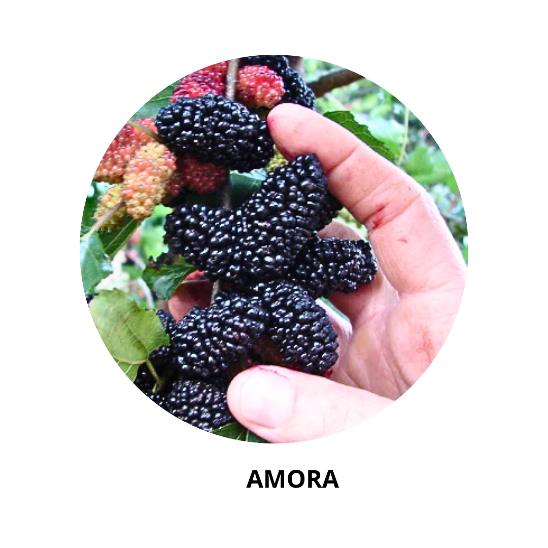 Kit 5 Mudas 1 Acerola 1 Amora 1 Figo 1 Jabuticaba 1 Mirtilo Clonadas - Dancruz Plantas