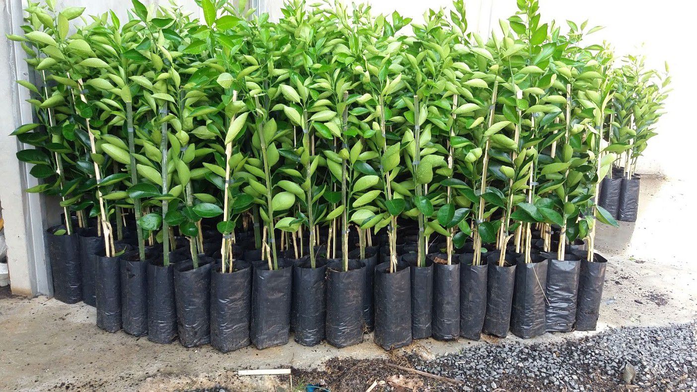 Muda Mexerica do Rio Enxertada Preste A Produzir - Dancruz Plantas