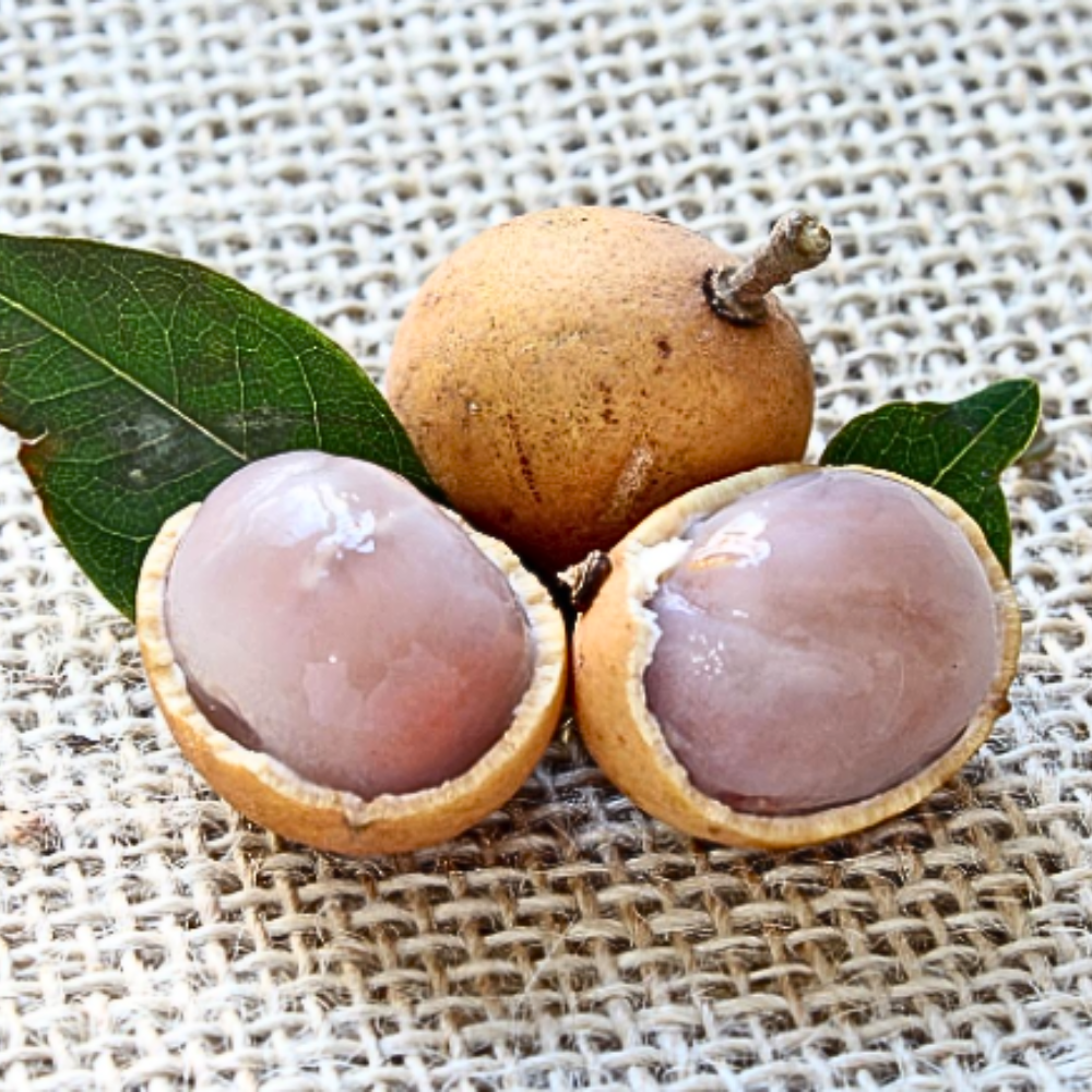 Muda de Pitomba do Norte-Atrai Pássaros-Dancruz - Dancruz Plantas