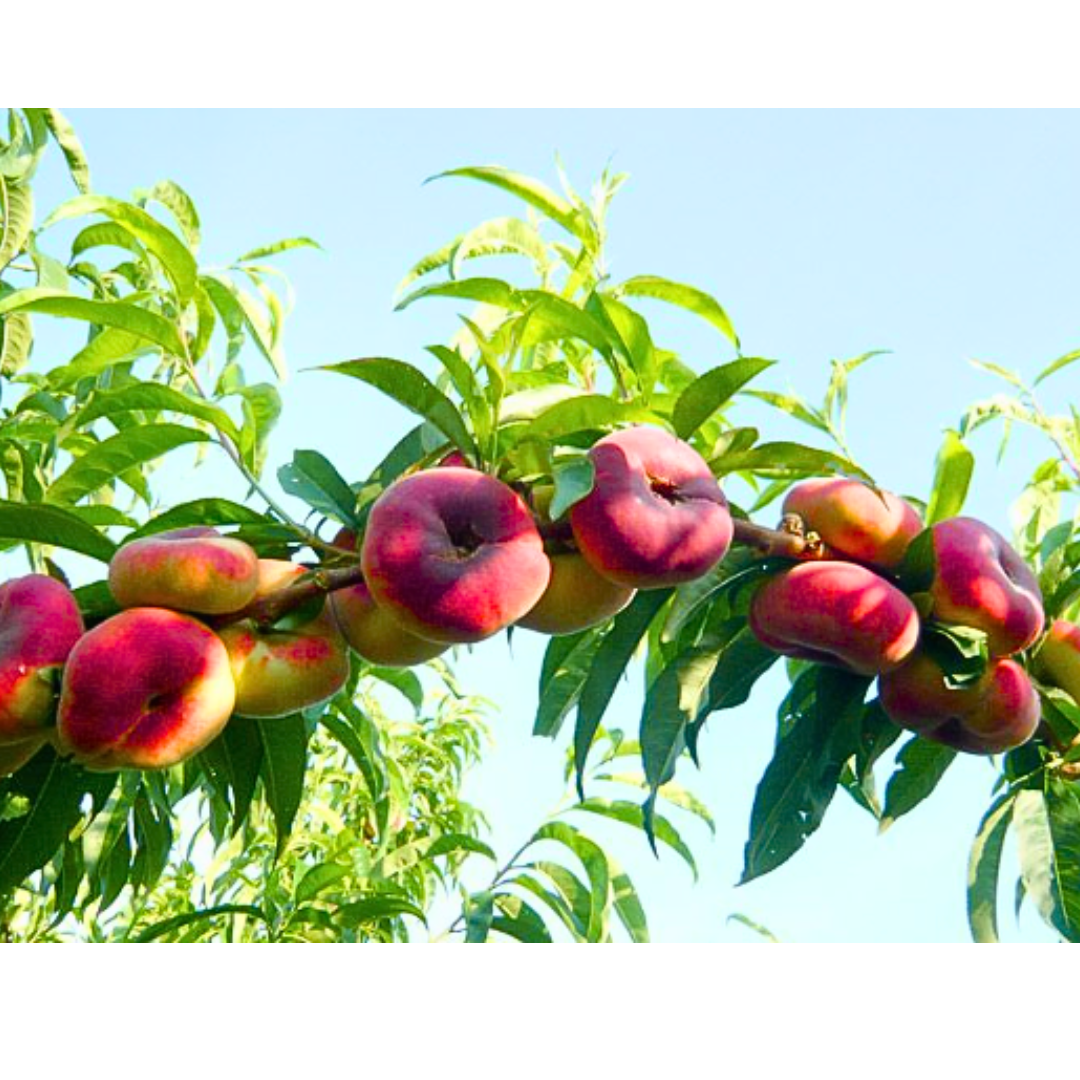 Muda De Pêssego Chato BRS Mandinho Enxertado-Anão-Dancruz - Dancruz Plantas