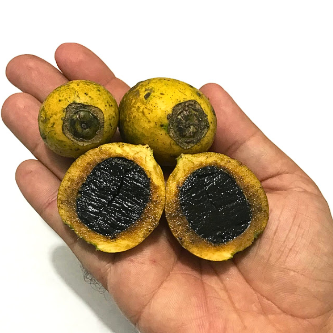 Muda Limãozinho do Mato ( Randia ferox ) Atrai Abelhas-Dancruz - Dancruz Plantas