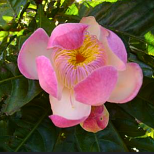 Muda Jemiparana ( Gustavia Augusta) flor rosa-Dancruz - Dancruz Plantas