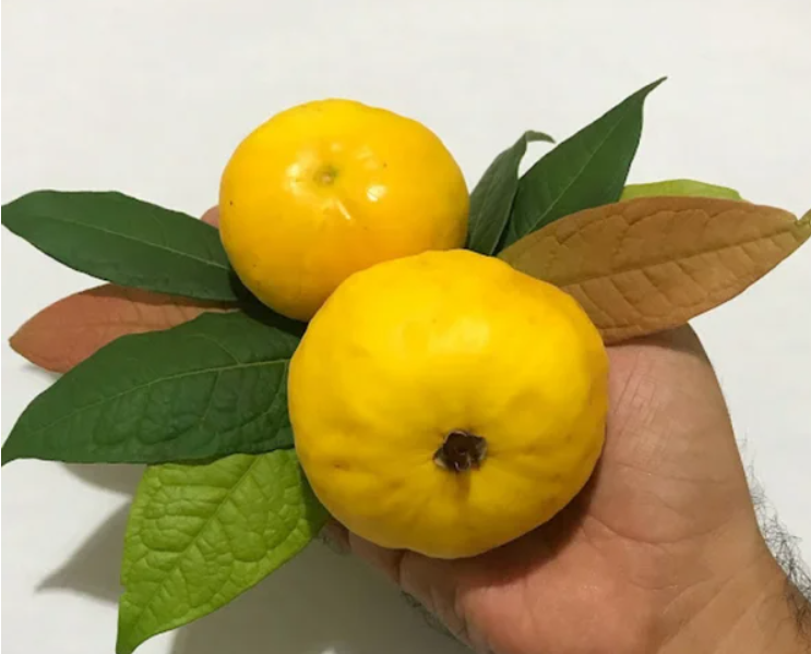 Muda De Araçá Pêra Do Amazonas Ou Araçanduba-Dancruz - Dancruz Plantas