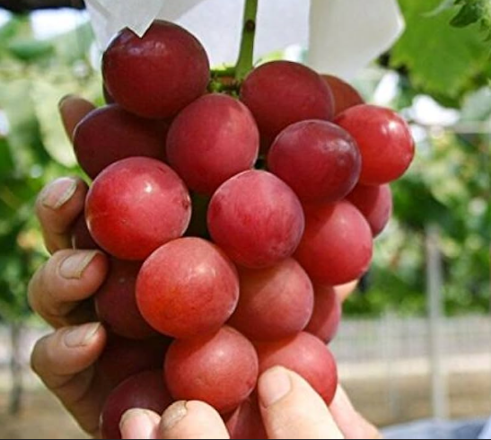 Muda Uva Red Globe Grão grande – Muda Enxertada - Dancruz Plantas