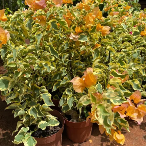 Muda Primavera Laranjada Arbusiva P5-Dancruz - Dancruz Plantas