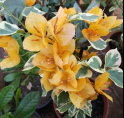 Muda Primavera Laranjada Arbusiva P5-Dancruz - Dancruz Plantas