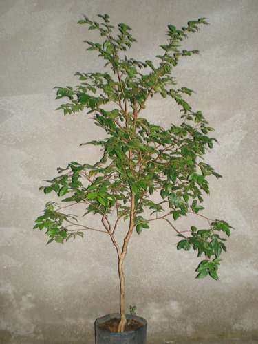 Muda de Jabuticaba Sabará-Dancruz Plantas - Dancruz Plantas