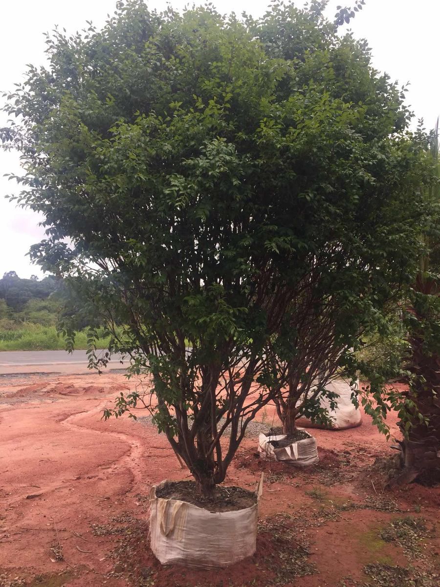 Muda de Jabuticaba Sabará-Dancruz Plantas - Dancruz Plantas