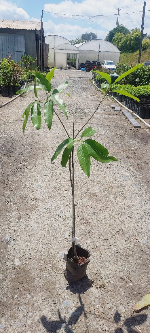 Muda de Coité do Caribe Cupuaçu da Costa Rica-Dancruz - Dancruz Plantas