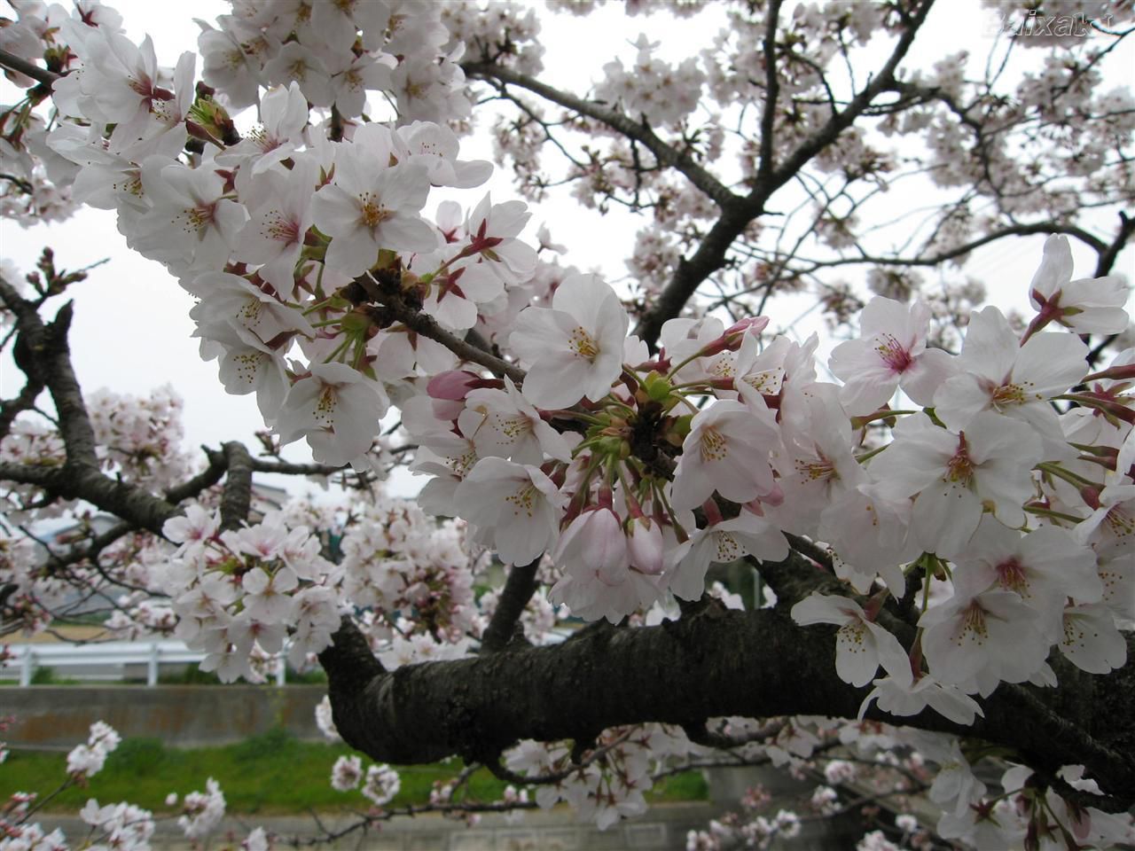Cerejeira Japonesa Flores De Cerejeira Japonesa Ou Sakura (Prunus