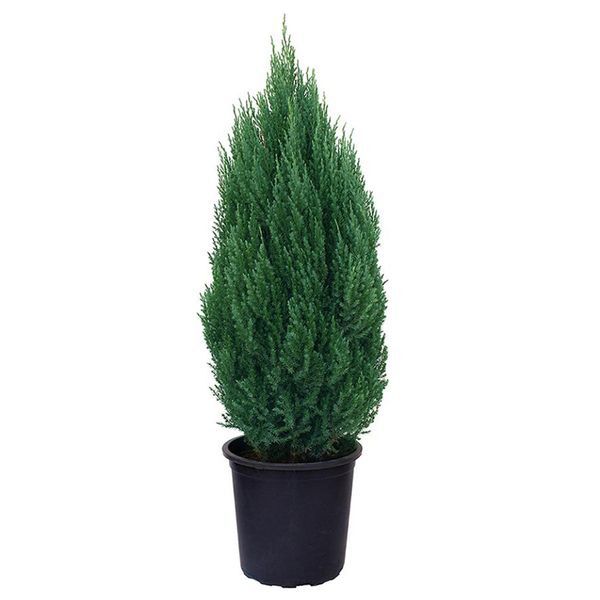 Muda de Cipreste Tuia Muda de Cipreste Tuia Verde - Dancruz Plantas