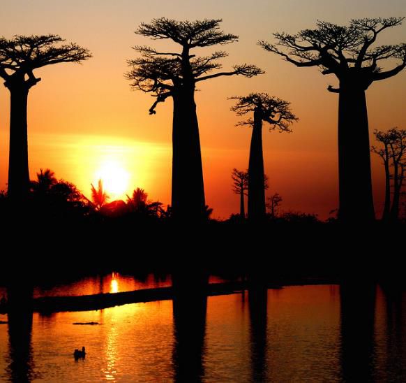 Muda De Baobá Africano - Adansonia Digitata-Dancruz Plantas - Dancruz ...