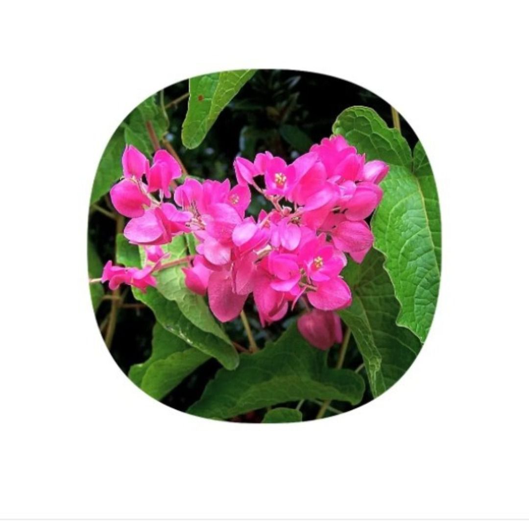 muda Amor Agarradinho Rosa Feita de estaca-Dancruz Plantas - Dancruz ...