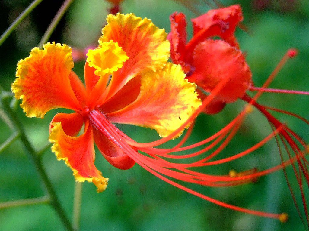 Muda de Árvore Flor Flamboyant - Dancruz Plantas