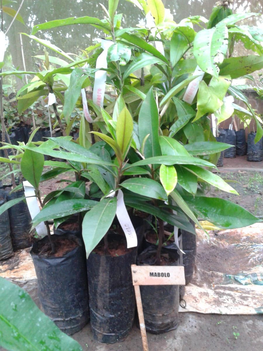Muda de Mabolo ou Maçã de Veludo - Dancruz Plantas