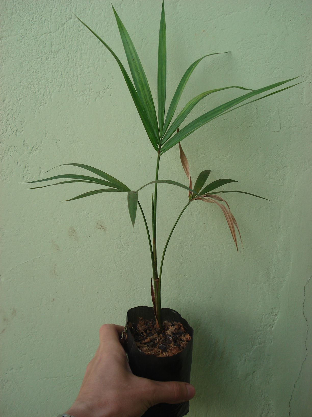 Muda de Palmito - Juçara - Euterpe Edulis - Dancruz Plantas