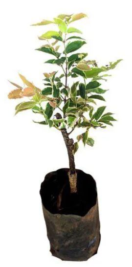 Muda Jabuticaba Paulista Variegata -Enxertada-Dancruz Plantas - Dancruz ...