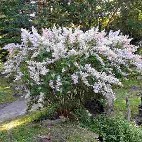 Muda Incenso (Iboza Riparia)-Dancruz - Dancruz Plantas