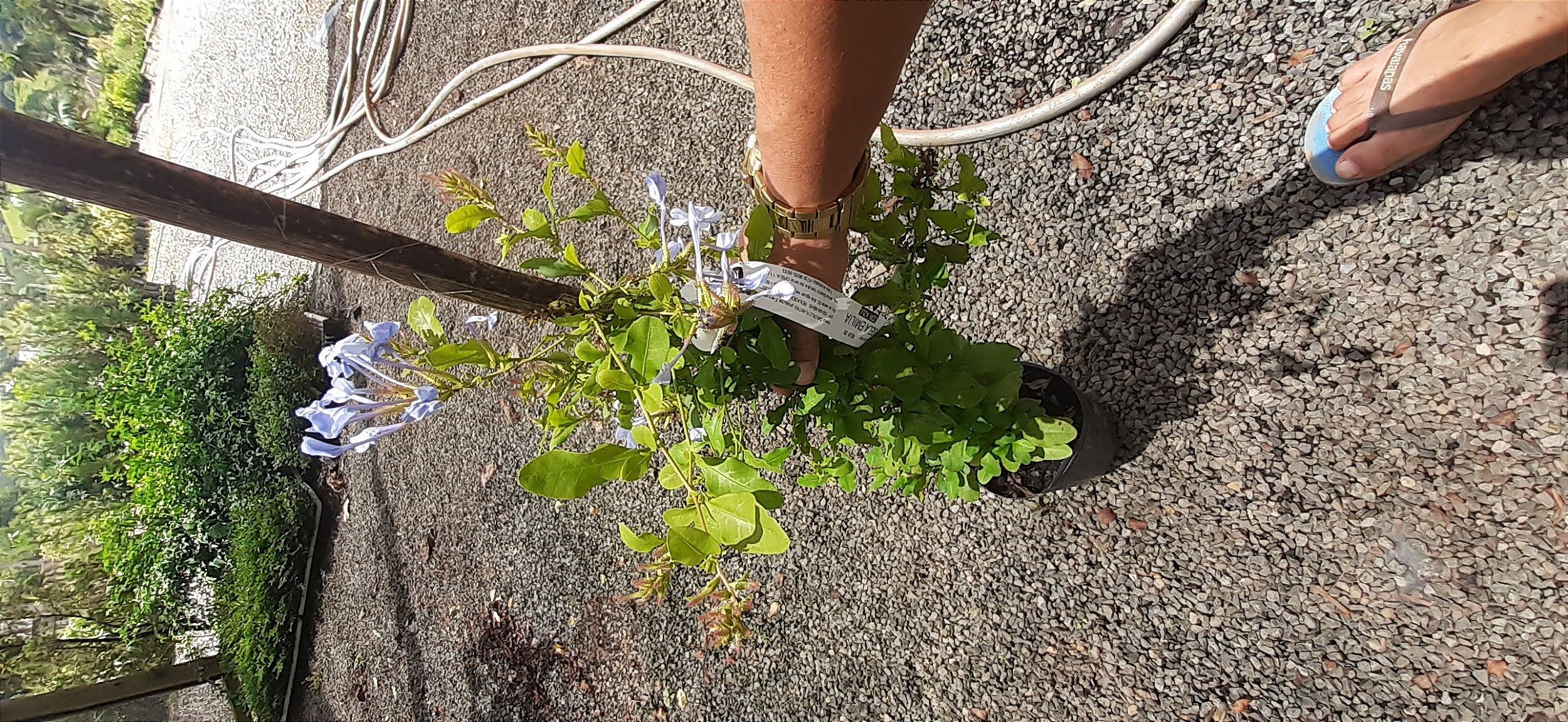 Muda Bela Emília (Plumbago Auriculata) - Dancruz Plantas