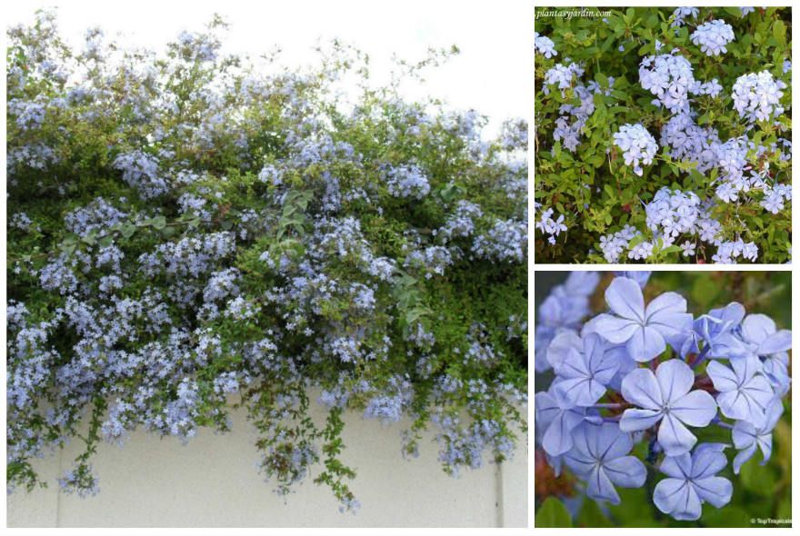 Muda Bela Emília (Plumbago Auriculata) - Dancruz Plantas
