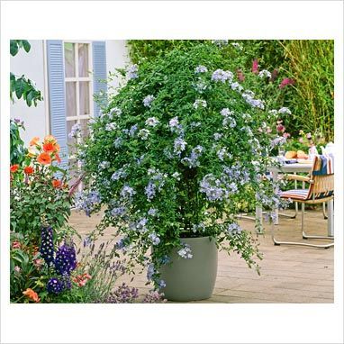 Muda Bela Emília (Plumbago Auriculata) - Dancruz Plantas