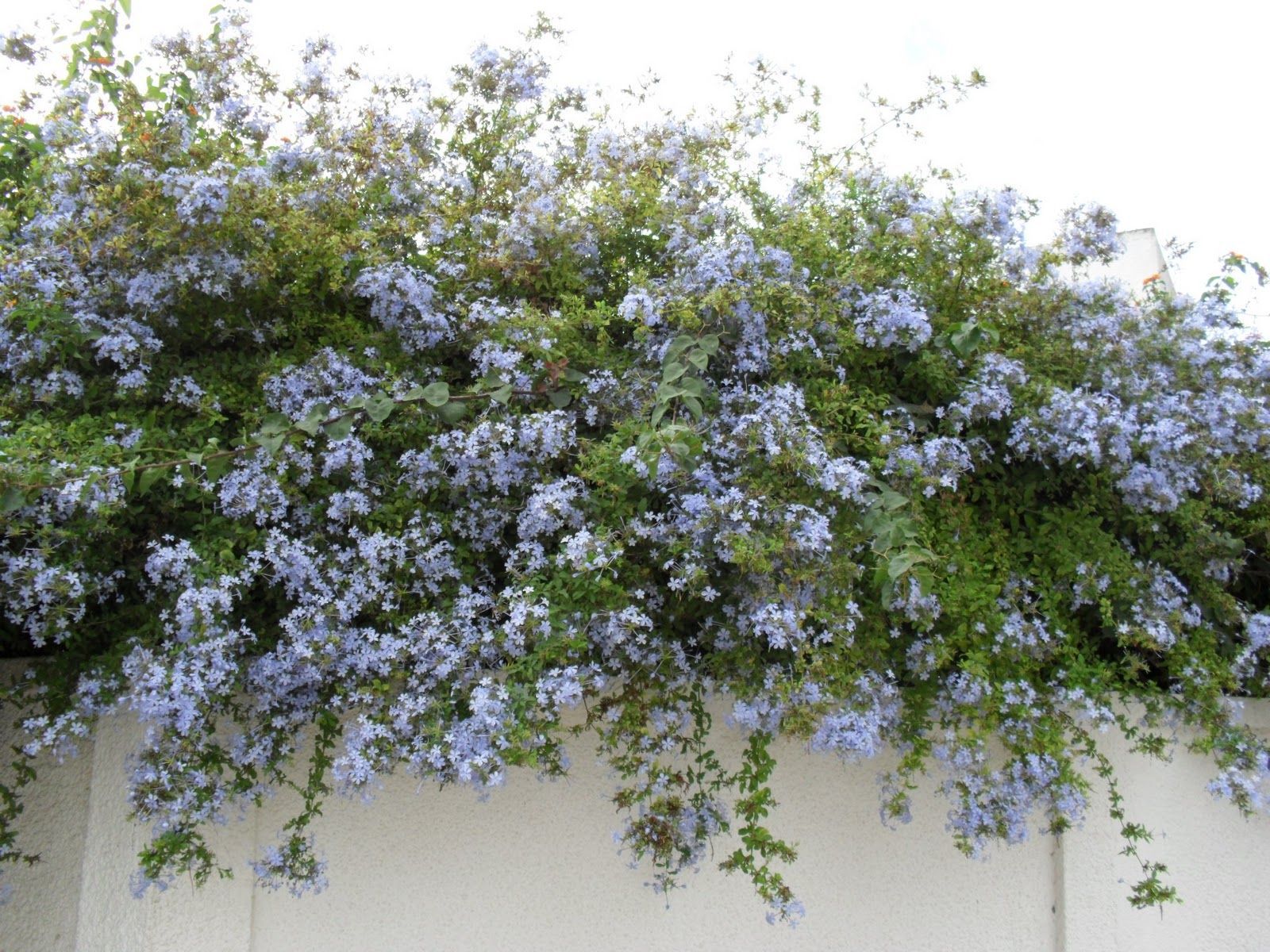 Muda Bela Emília (Plumbago Auriculata) - Dancruz Plantas