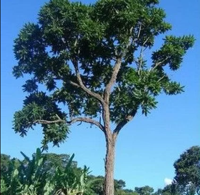 Muda Cedro Rosa - Dancruz Plantas
