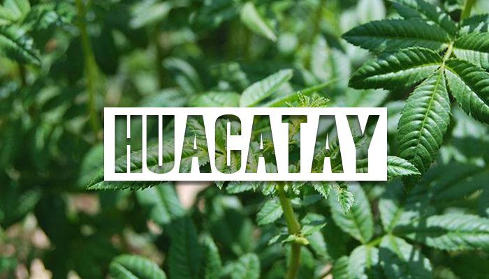 Huacatay Processado Congelado 500g - Produtos Peruanos