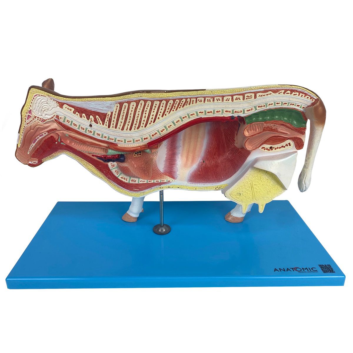 Anatomia da Vaca TGD-0609-O: Modelo em 12 Partes com Músculos - Teratec ...