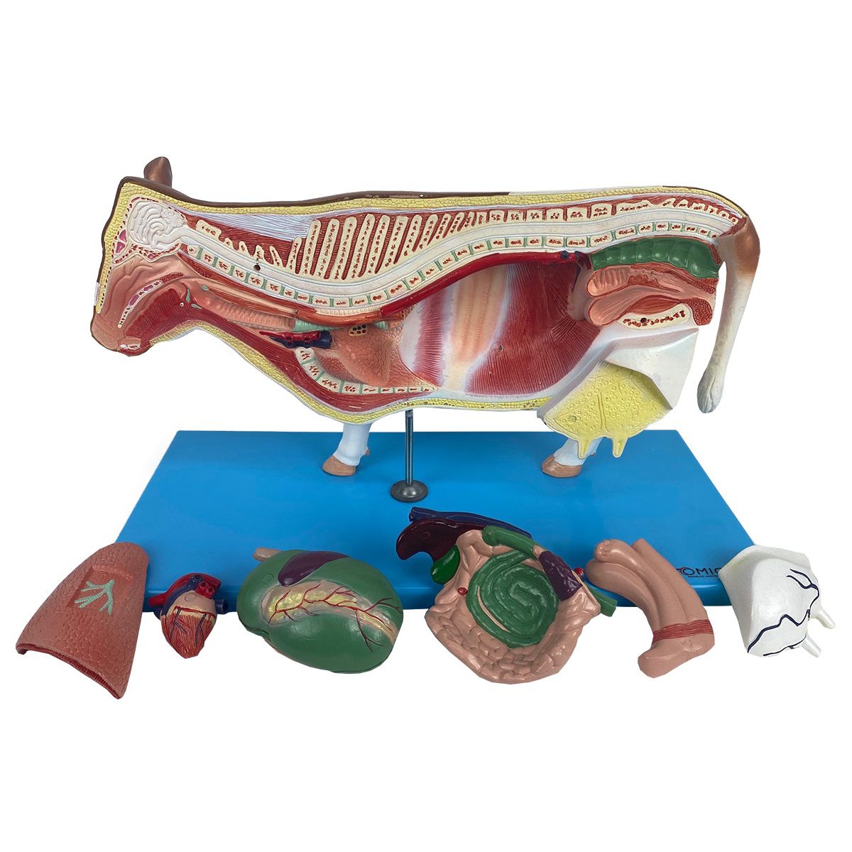 Anatomia da Vaca TGD-0609-O: Modelo em 12 Partes com Músculos - Teratec ...