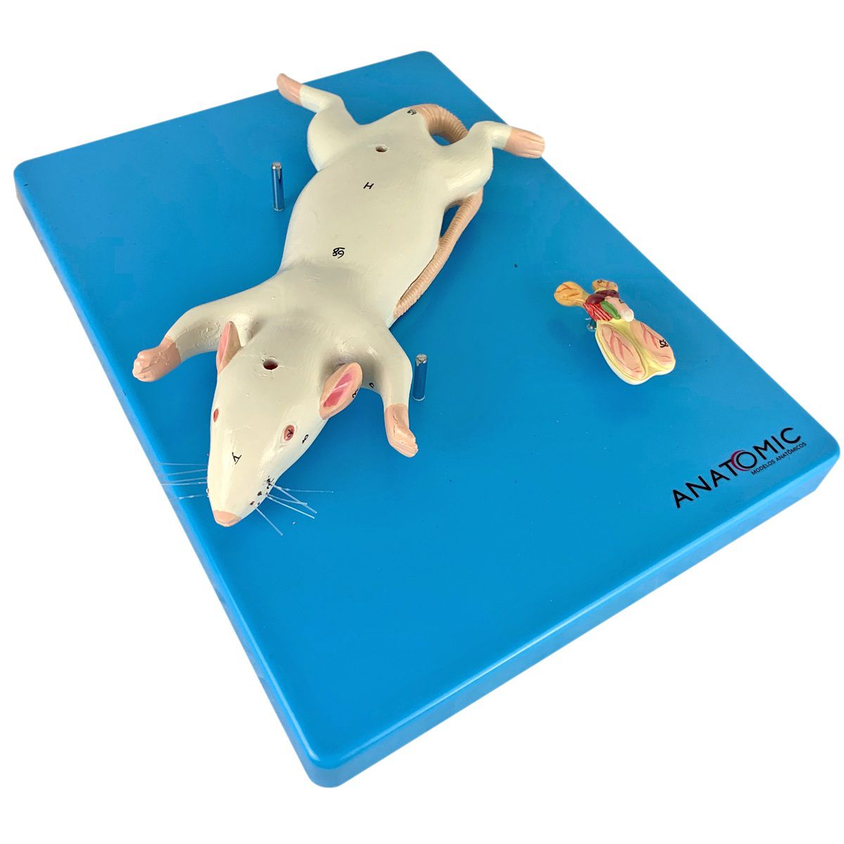 Anatomia do Rato em Placa - TZJ-0611-OP | Modelo Anatômico 6 Partes ...