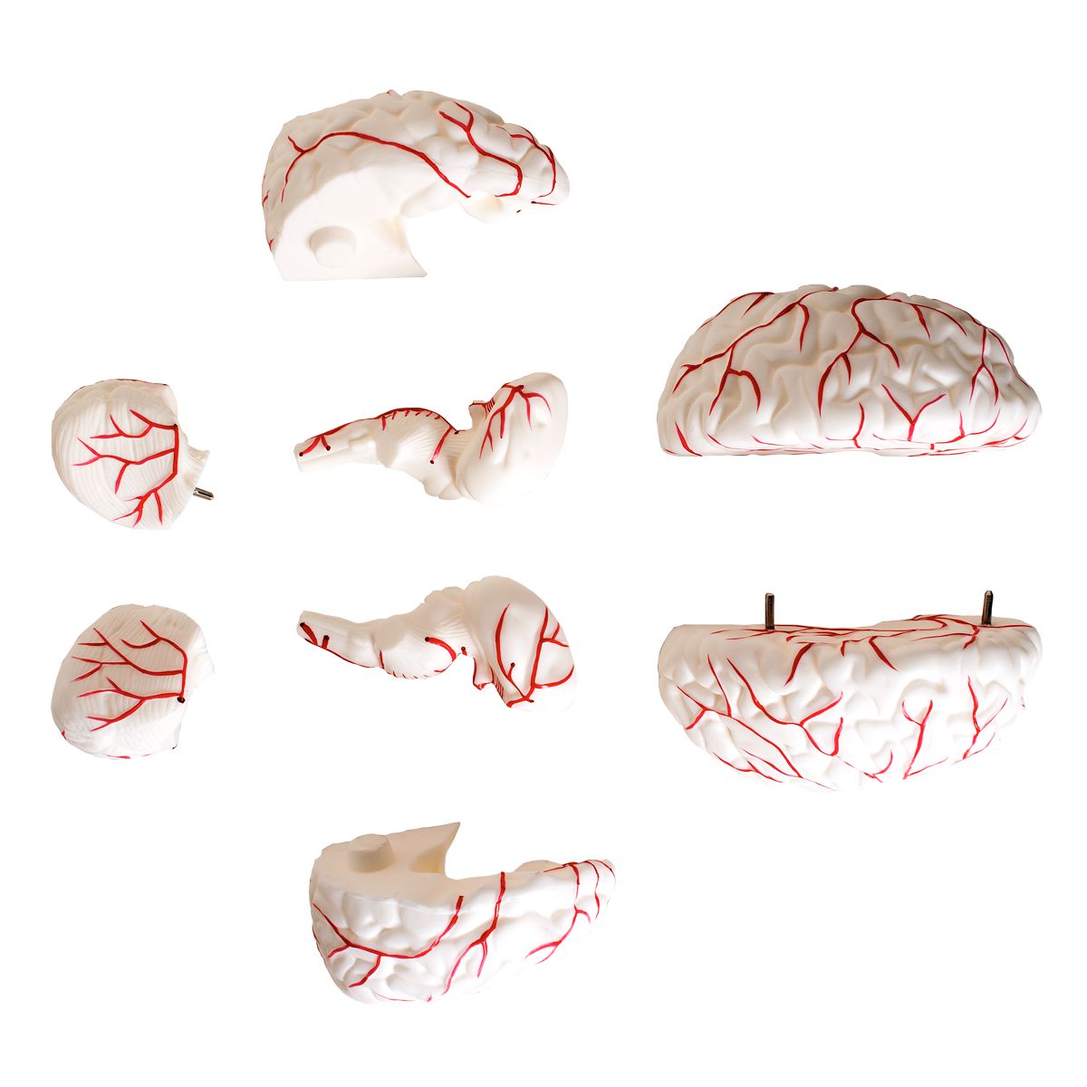 Modelo Anatômico de Cérebro com 8 Partes para Estudo - TGD-0303 ...