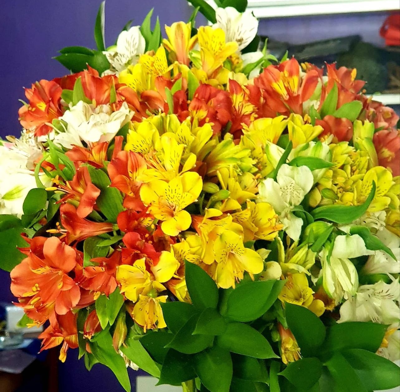 Astromélias Sortidas - UNIDADE - Fênix Floricultura - Flores, Cestas e ...