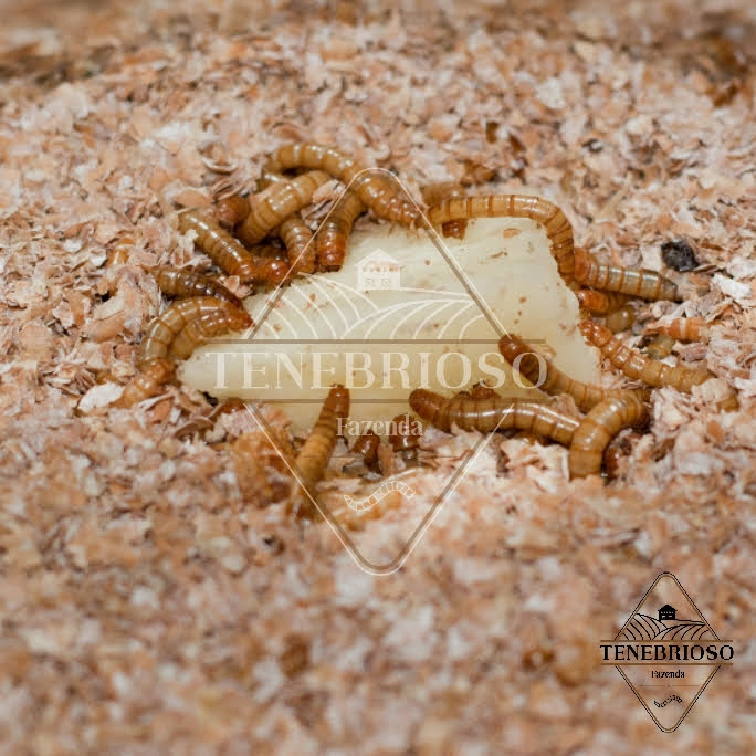 Como Criar Tenebrio | Venda de Tenebrios - Tenebrioso Insetos