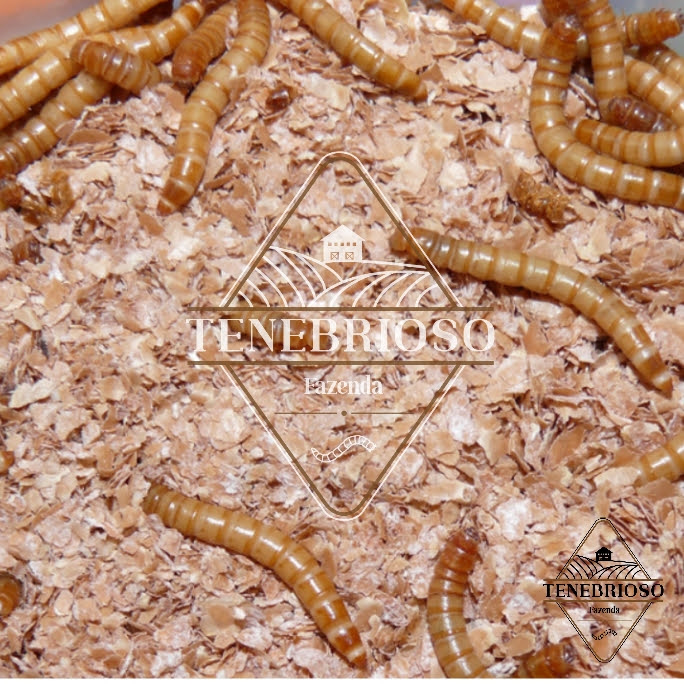 Como Criar Tenebrio | Venda de Tenebrios - Tenebrioso Insetos