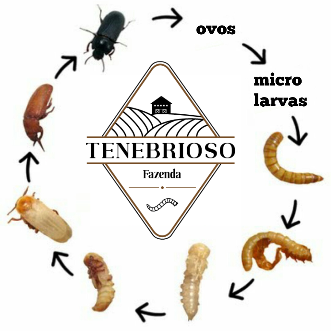 1000 Larvas Vivas Tenebrio molitor - Envio Transportadora - Tenebrioso ...