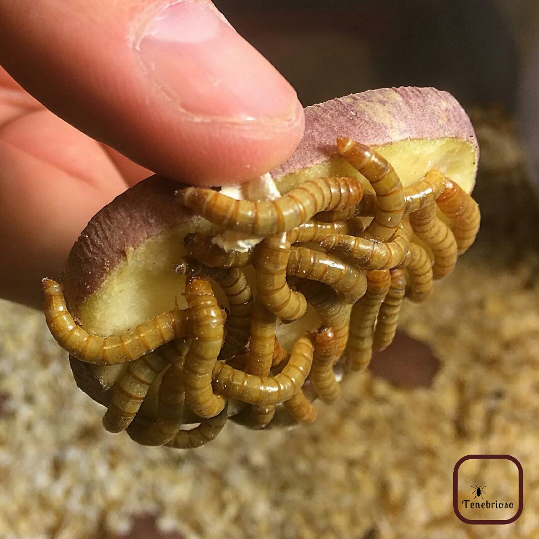 1000 Larvas Vivas Tenebrio molitor - Envio Transportadora - Tenebrioso ...