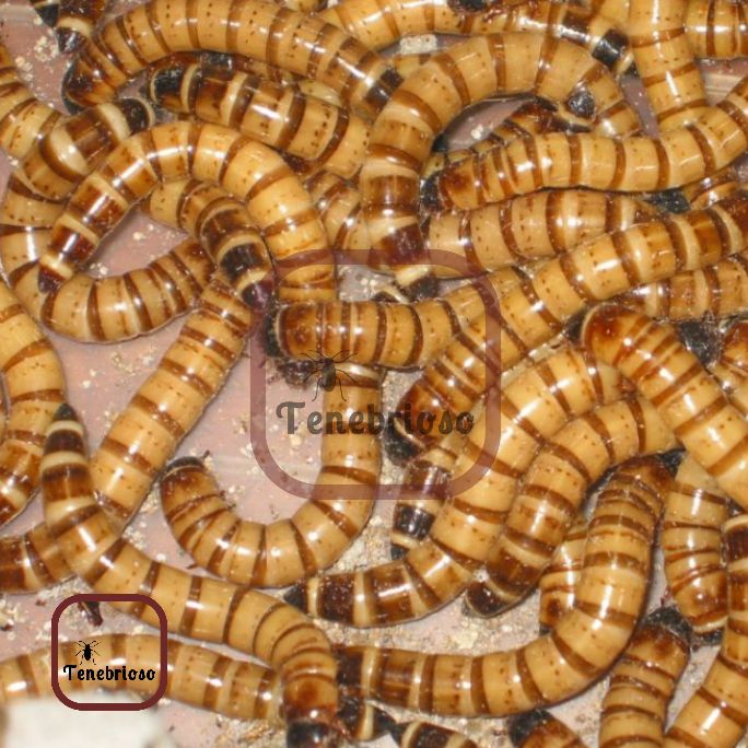 Comprar Tenebrios Gigantes MG - Tenebrioso Insetos