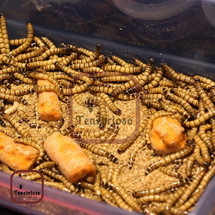 Comprar Tenebrios Gigantes RJ - Tenebrioso Insetos