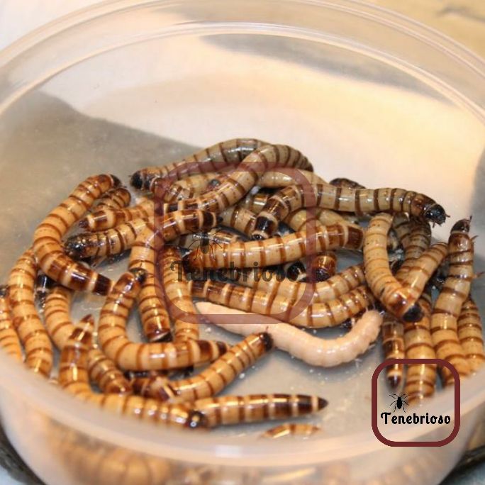 Comprar Tenebrios Gigantes RJ - Tenebrioso Insetos