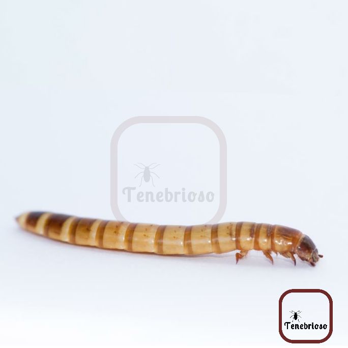 Comprar Tenebrios Gigantes RJ - Tenebrioso Insetos