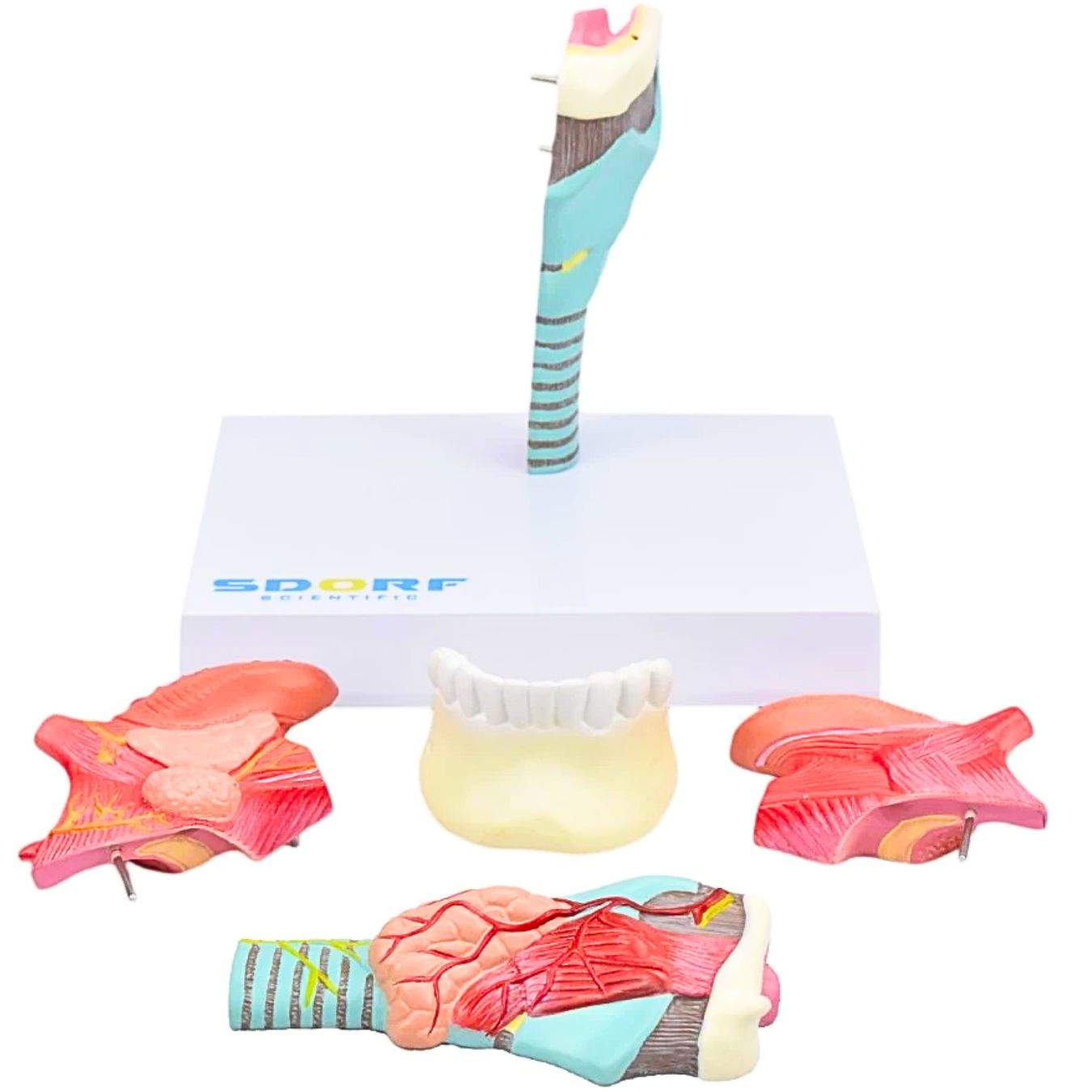 MODELOS ANATÔMICOS É NA DUBËSSER ! - DUBËSSER, Os melhores equipamentos para seu laboratório