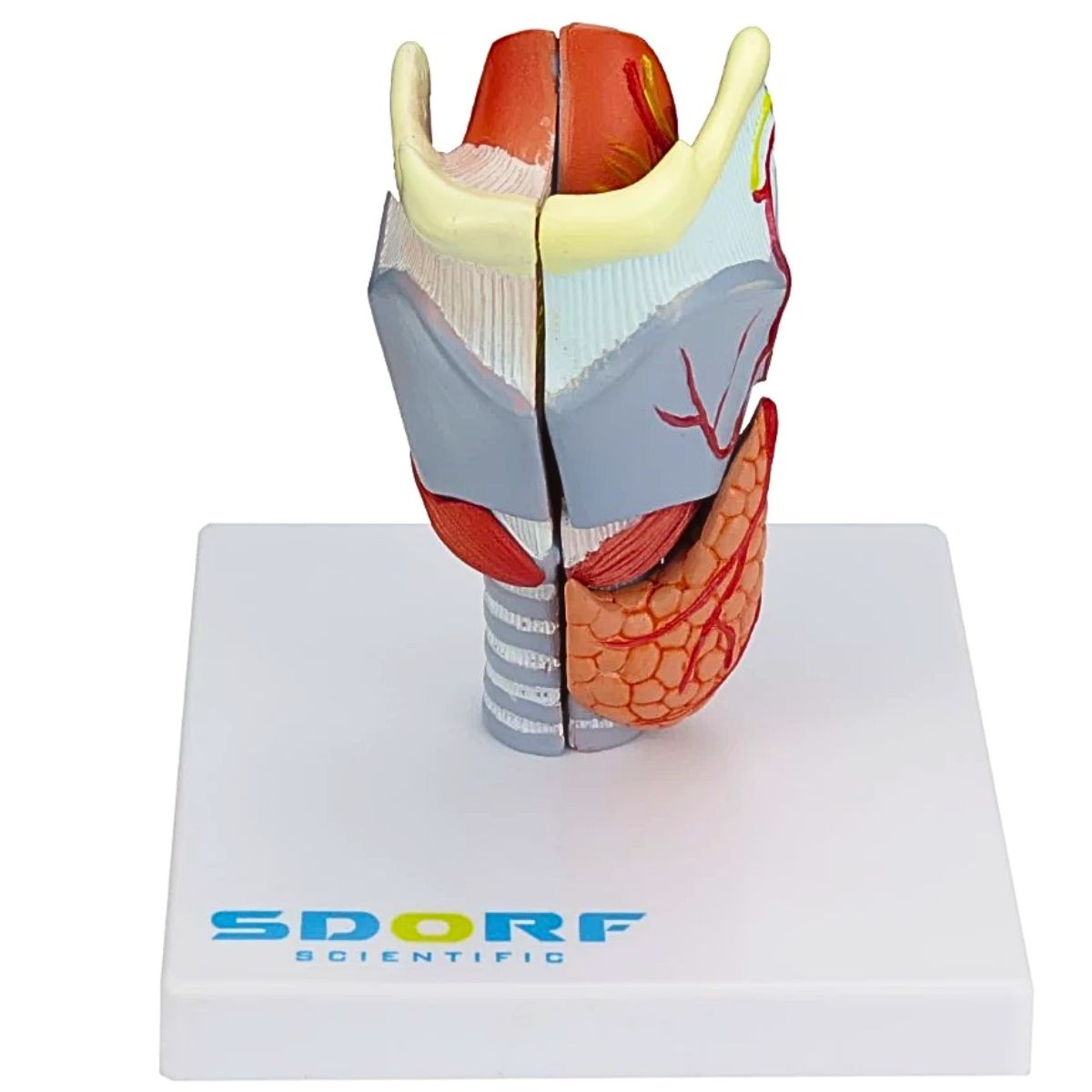 MODELOS ANATÔMICOS É NA DUBËSSER ! - DUBËSSER, Os melhores equipamentos para seu laboratório