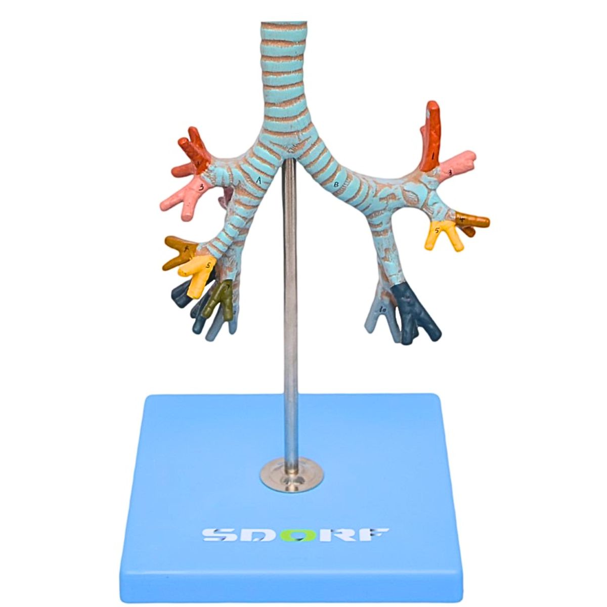 MODELOS ANATÔMICOS É NA DUBËSSER ! - DUBËSSER, Os melhores equipamentos para seu laboratório