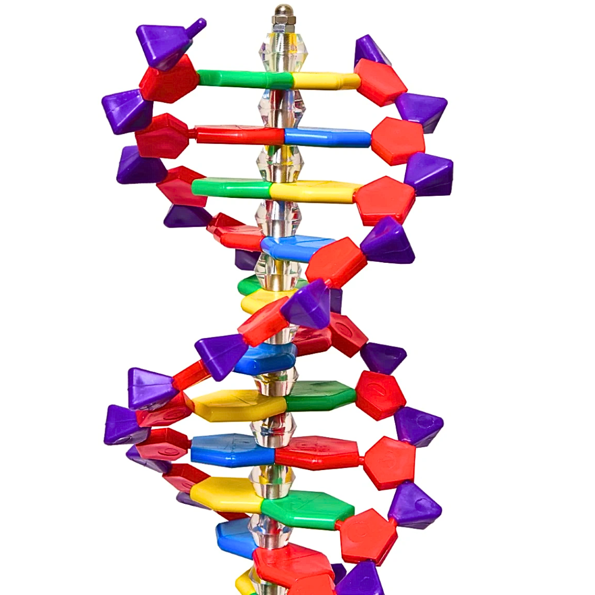 MODELOS ANATÔMICOS É NA DUBËSSER ! - DUBËSSER, Os melhores equipamentos para seu laboratório