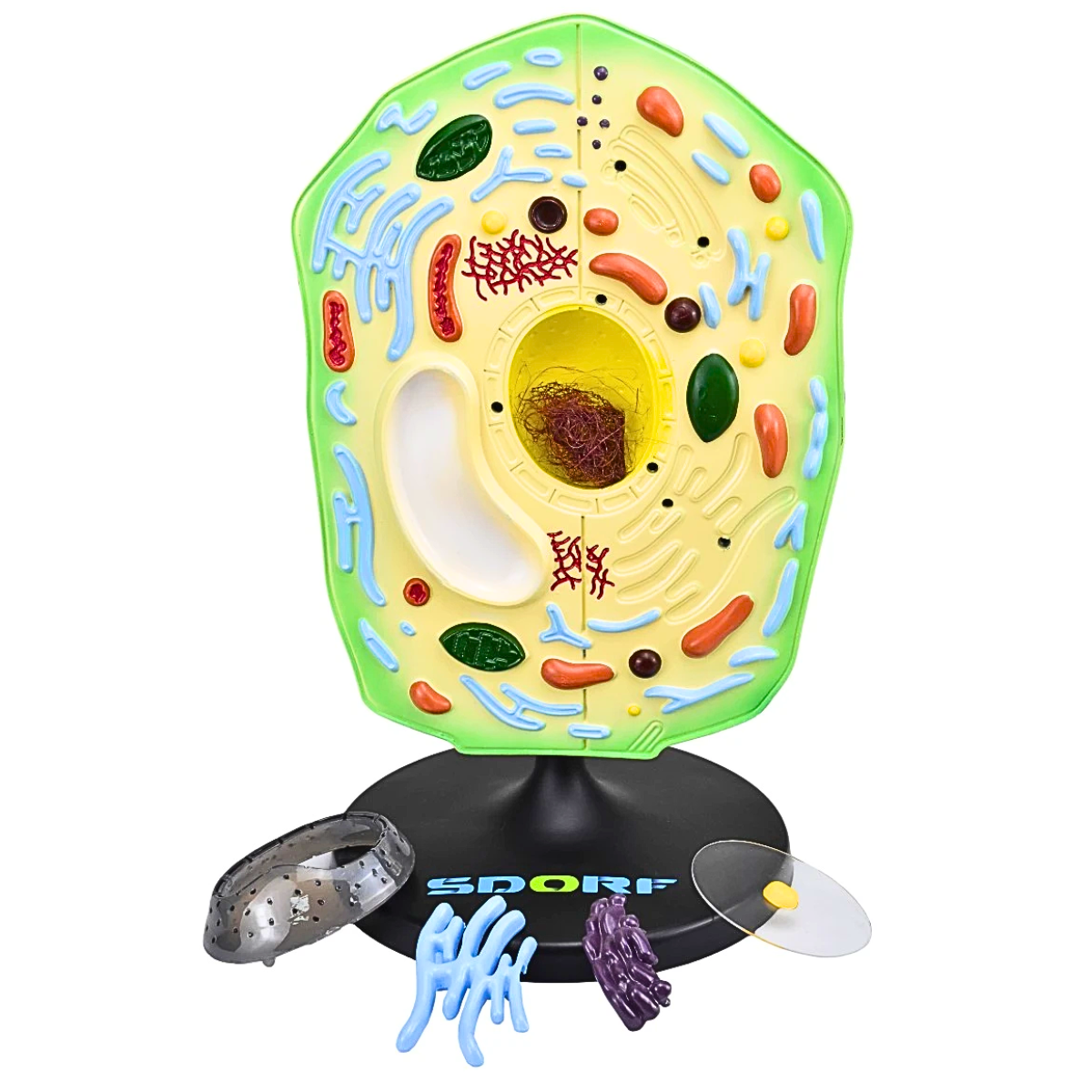 MODELOS ANATÔMICOS É NA DUBËSSER ! - DUBËSSER, Os melhores equipamentos para seu laboratório