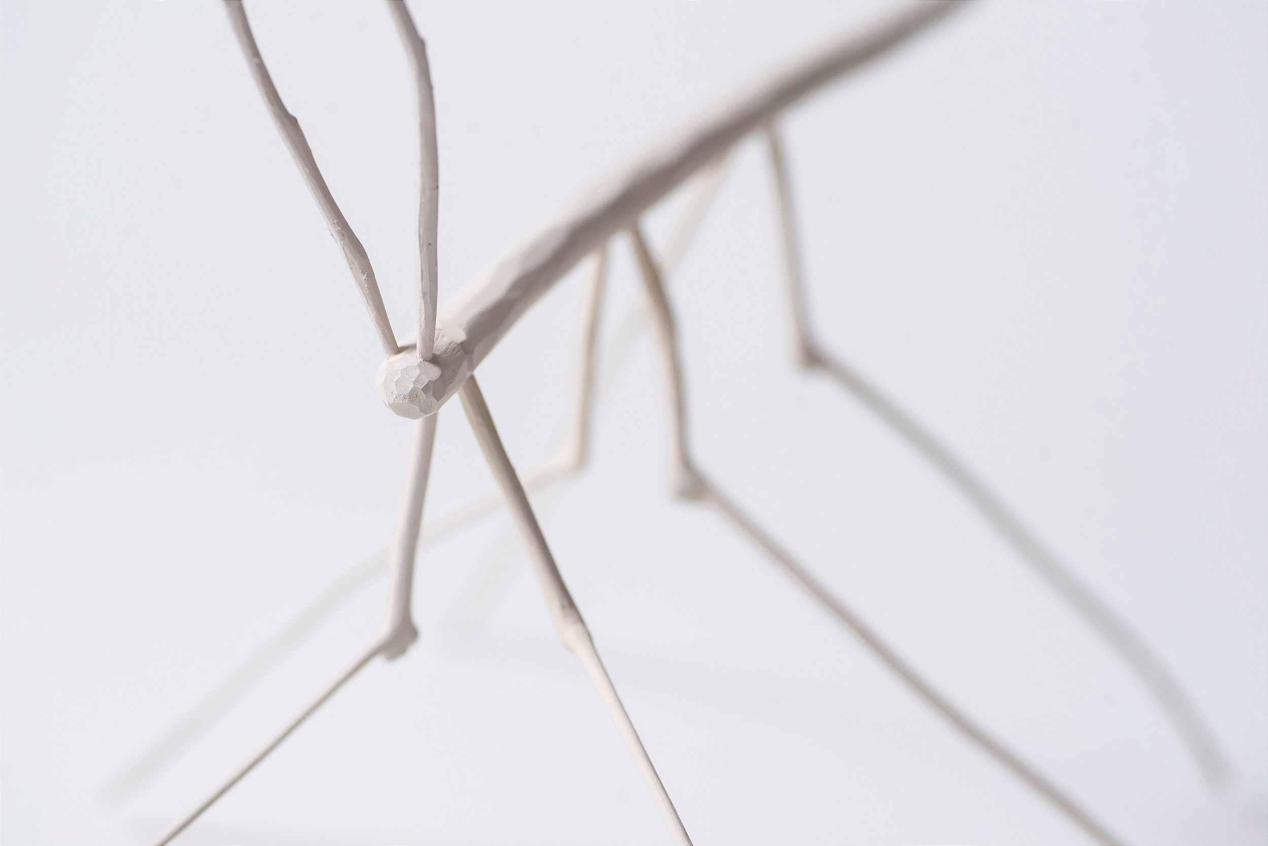 Bicho-pau 02 por Márcio Lira - Loja Oca