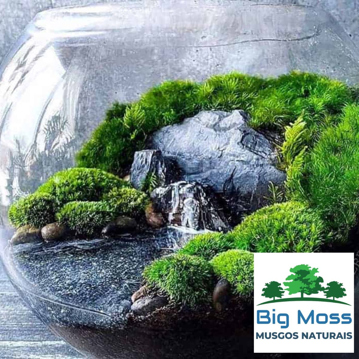 Musgo Fofão Kit 5 Caixas - Big Moss - Musgos Naturais