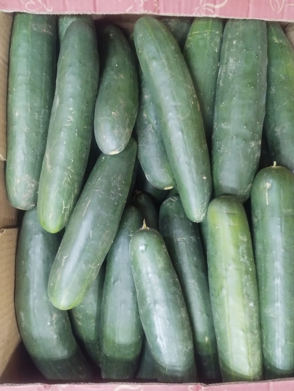 Pepino Comum no Atacado | Entrega em até 24h em São Paulo - JEANFLV